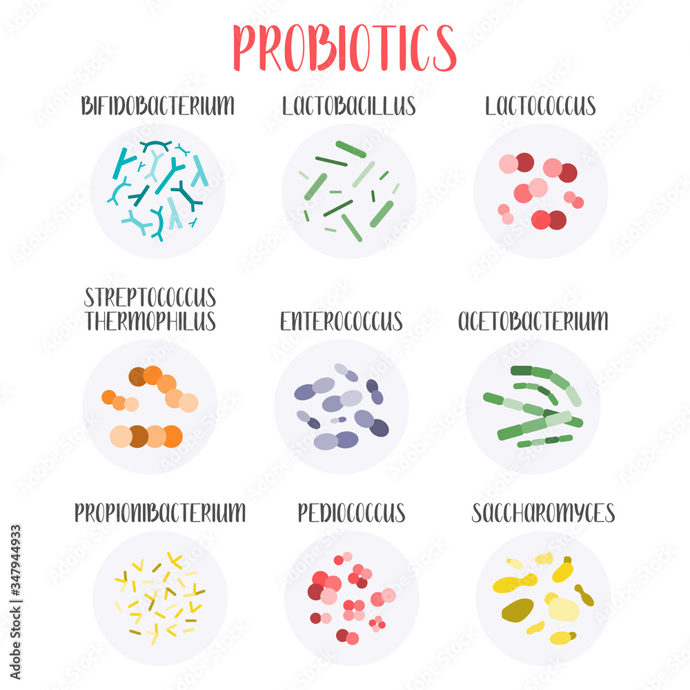 Probiotics. Lactic acid bacteria. Good bacteria and microorganisms for ...