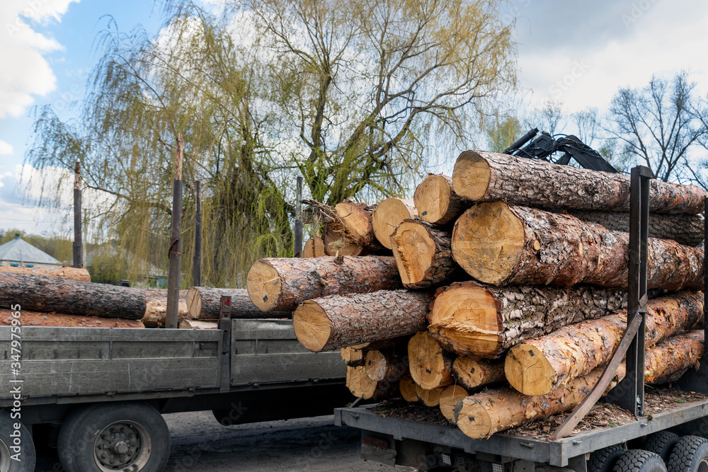 Loading heavy industrial truck trailer with big timber pine, spruce ...