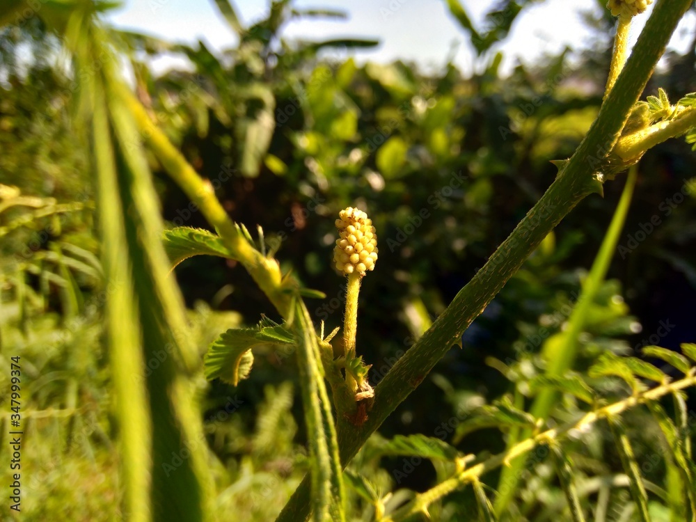 Mimosa pigra with natural background. Mimosa pigra, commonly known as ...