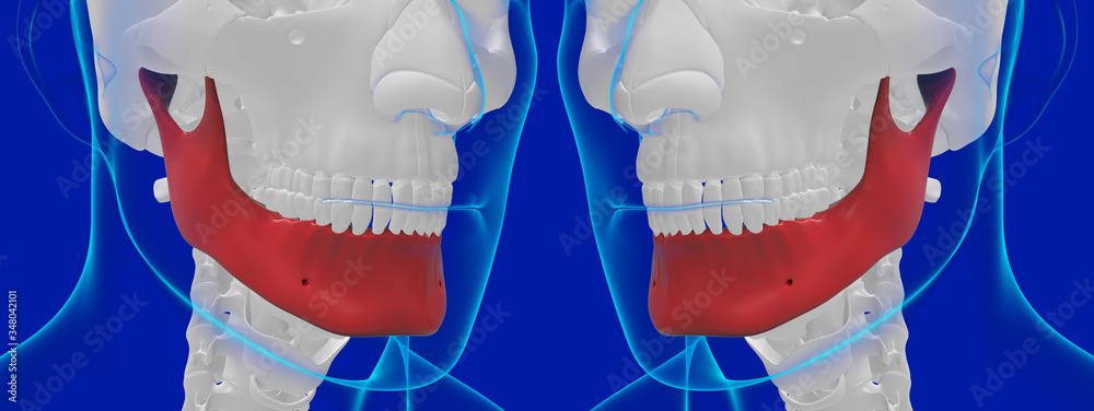 3D Illustration Human Skull Anatomy Mandible Bone Stock Illustration ...