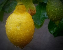 Lemon In The Rain Free Stock Photo - Public Domain Pictures
