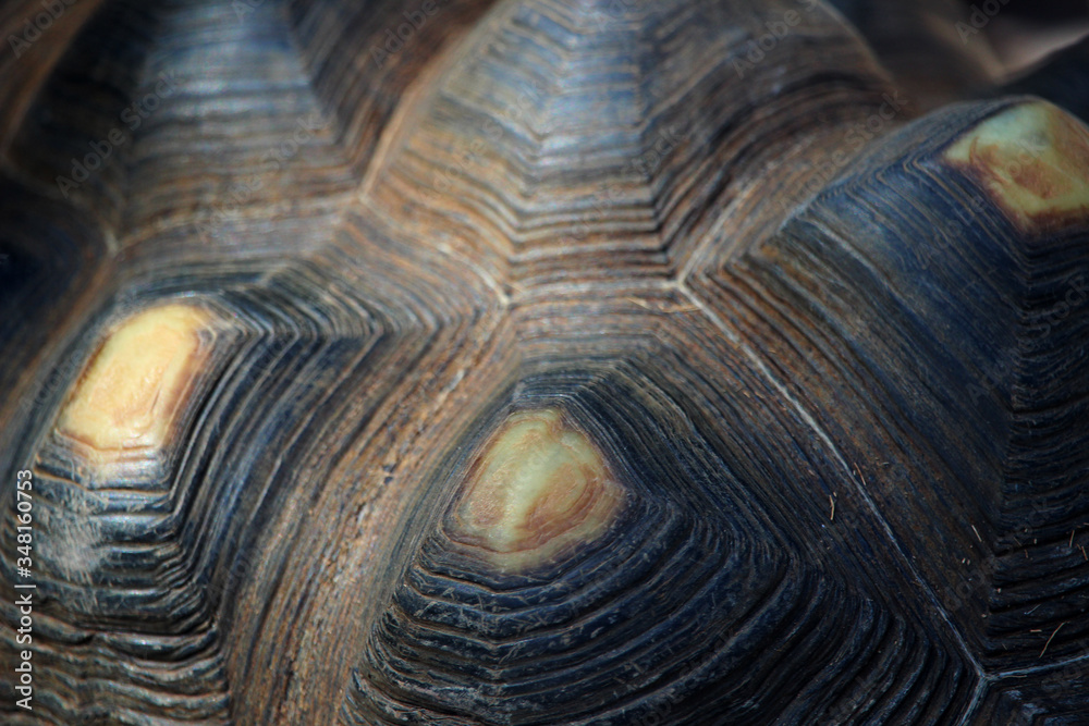 La tortuga terrestre de patas rojas o tortuga morrocoy (Chelonoidis ...