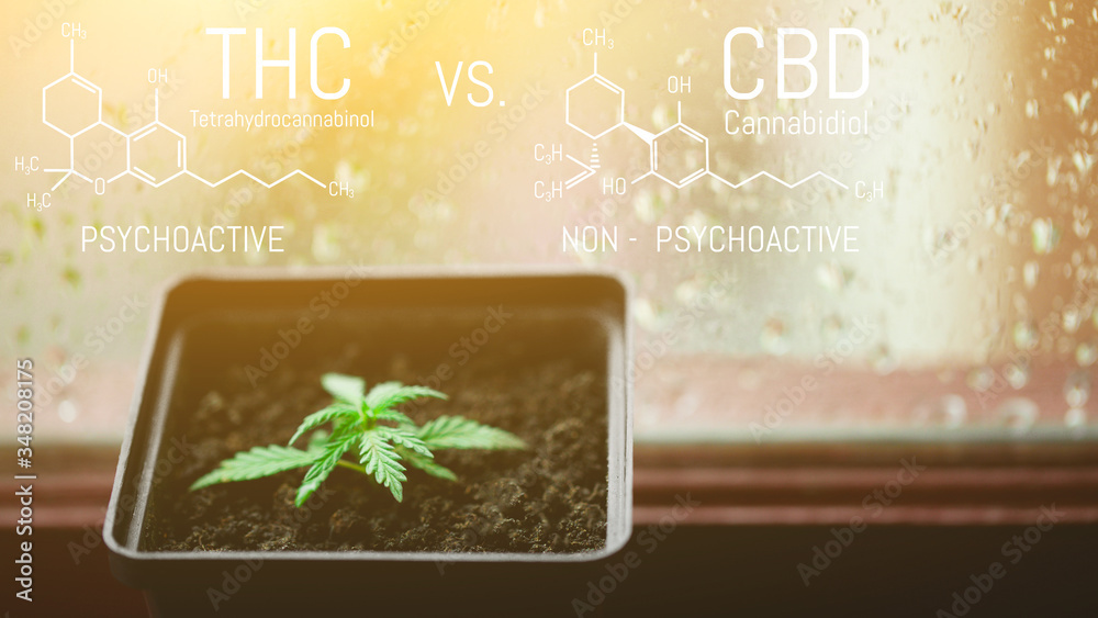 CBD Cannabidiol - THC Tetrahydrocannabinol Cannabis Chemical Formula ...
