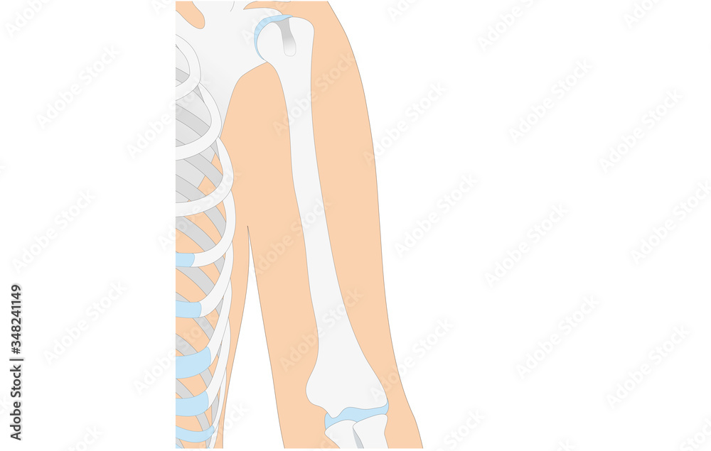 Anatomie - menschliches Skelett - Oberarm Stock Illustration | Adobe Stock