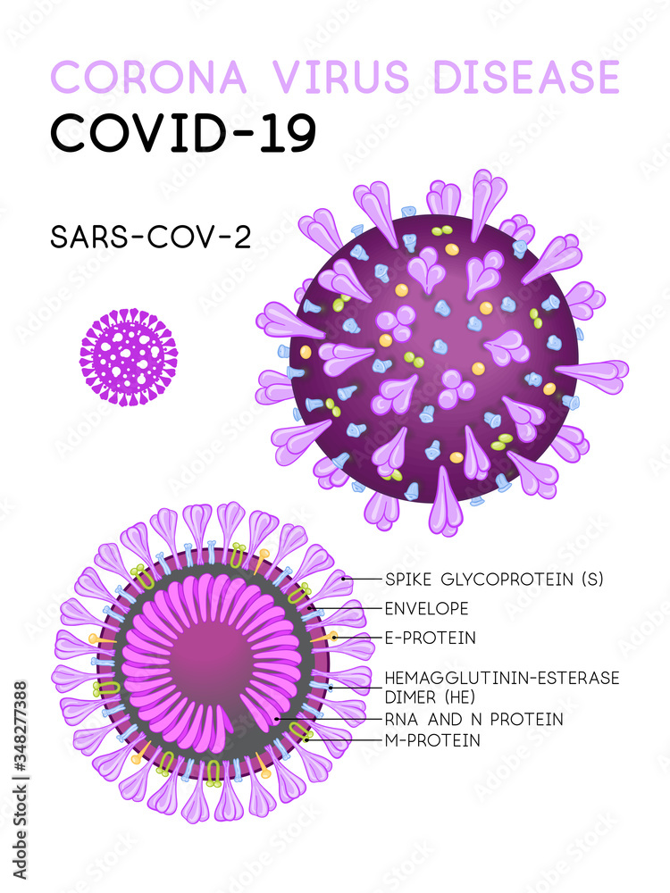 Corona virus disease covid-19, sars-cov-2 cell model with annotation ...