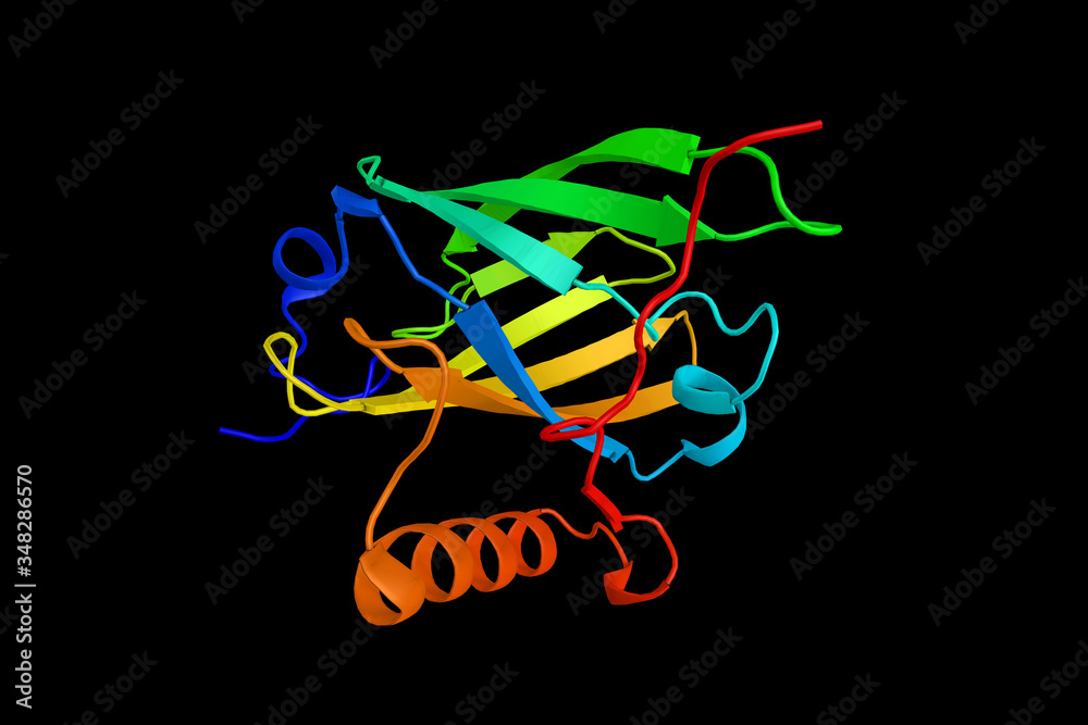 Tertiary structure of a mouse Major urinary protein. MUPs provide a ...