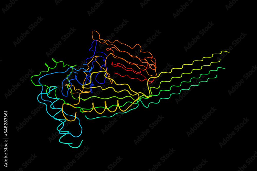 Pneumolysin, a putative virulence factor of the gram-positive bacteria ...