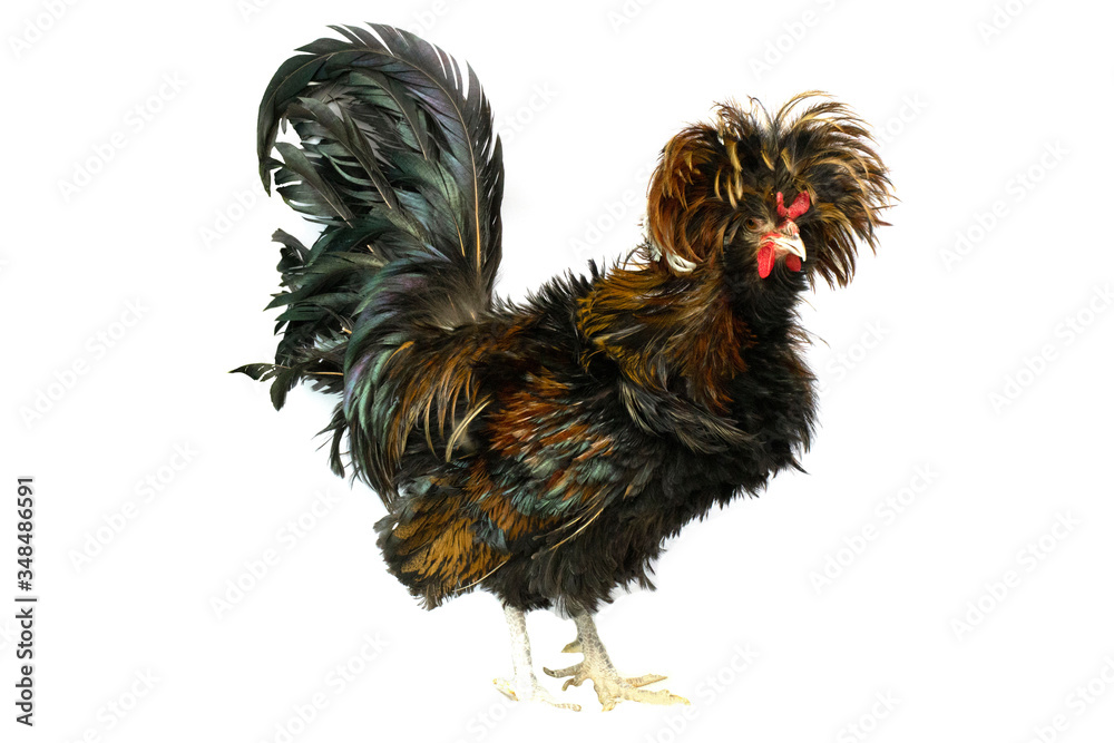 Polish chickens are popular as pets because of their cute appearance ...