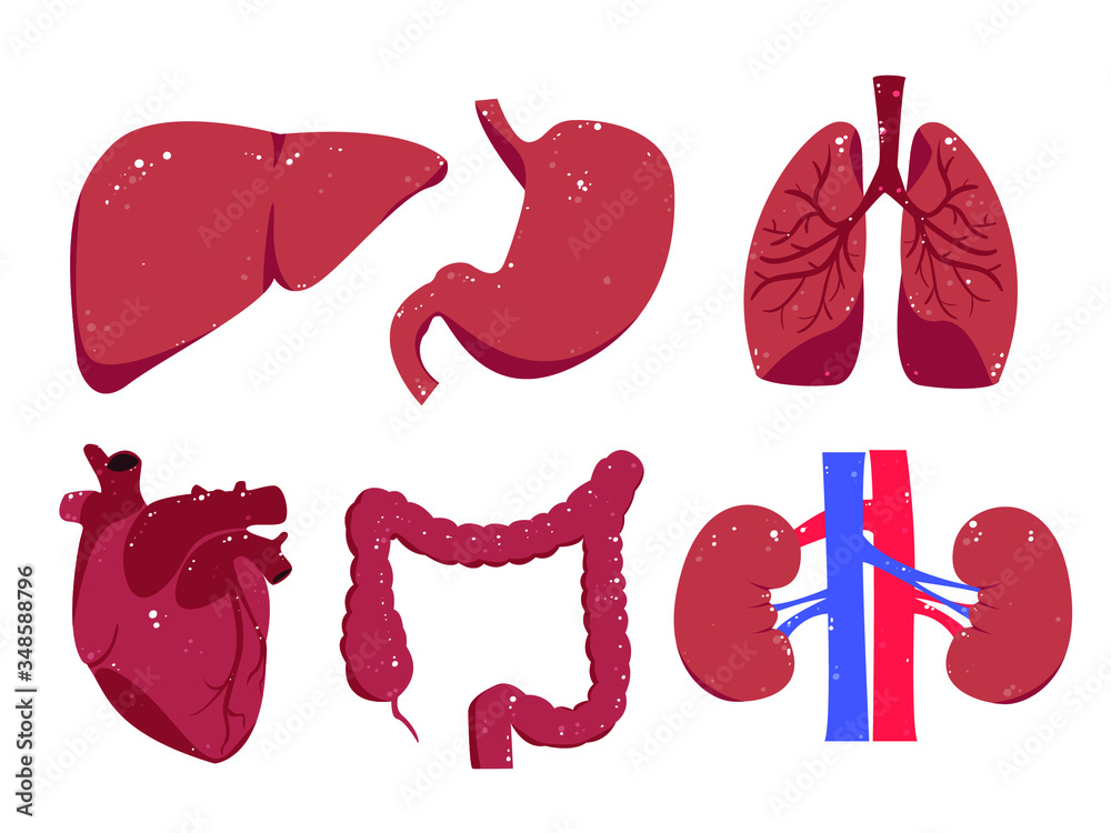 Human body parts elements. Isolated on white liver, heart, colon ...