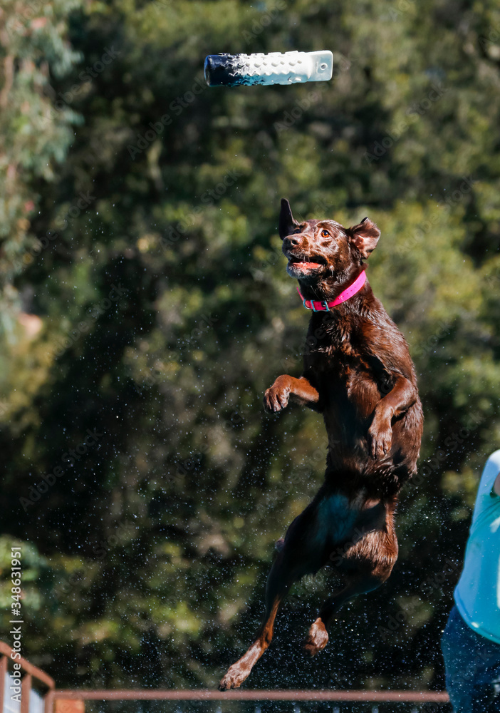 Chocolate Labrador Retriever jumping for a toy Stock Photo | Adobe Stock