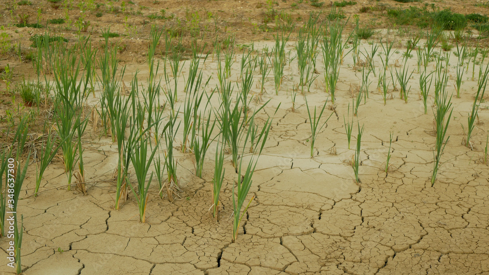 Very drought wetland, swamp and pond drying up the soil cracked crust ...