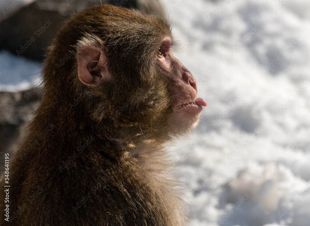 Foto Side profile of Monkey ape with tongue out. Sticking out tongue do ...