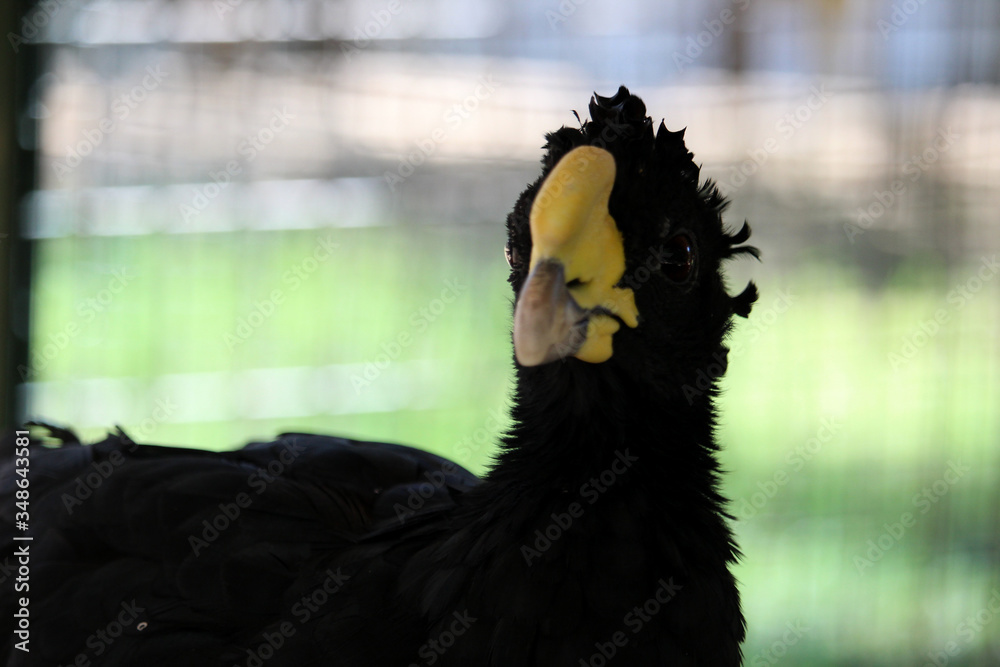 Macho de paujil , pajuil u hocofaisán, también conocido como pavón ...