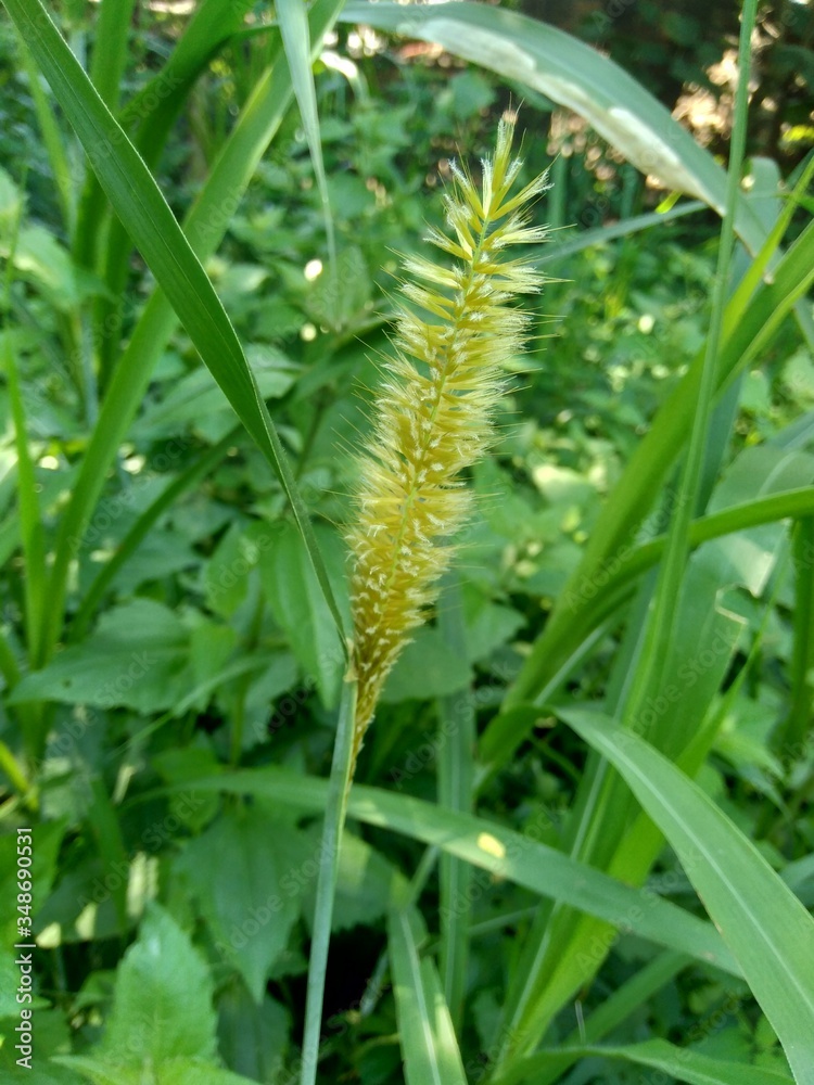 Close up Pennisetum purpureum (Cenchrus purpureus Schumach, Napier ...