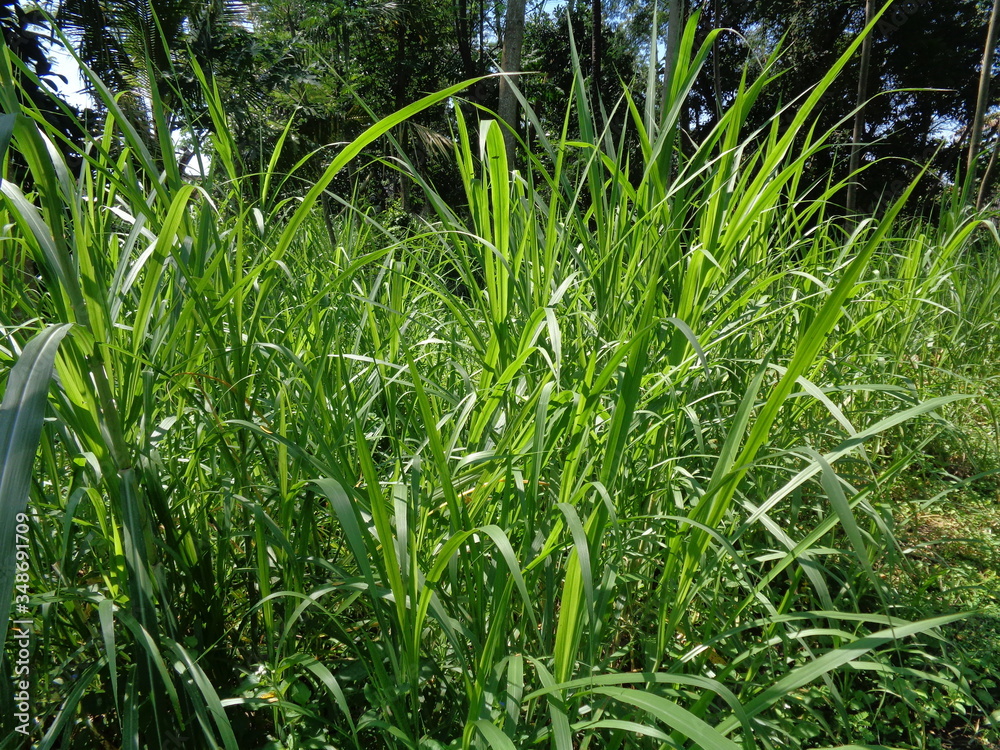 Close up Pennisetum purpureum (Cenchrus purpureus Schumach, Napier ...
