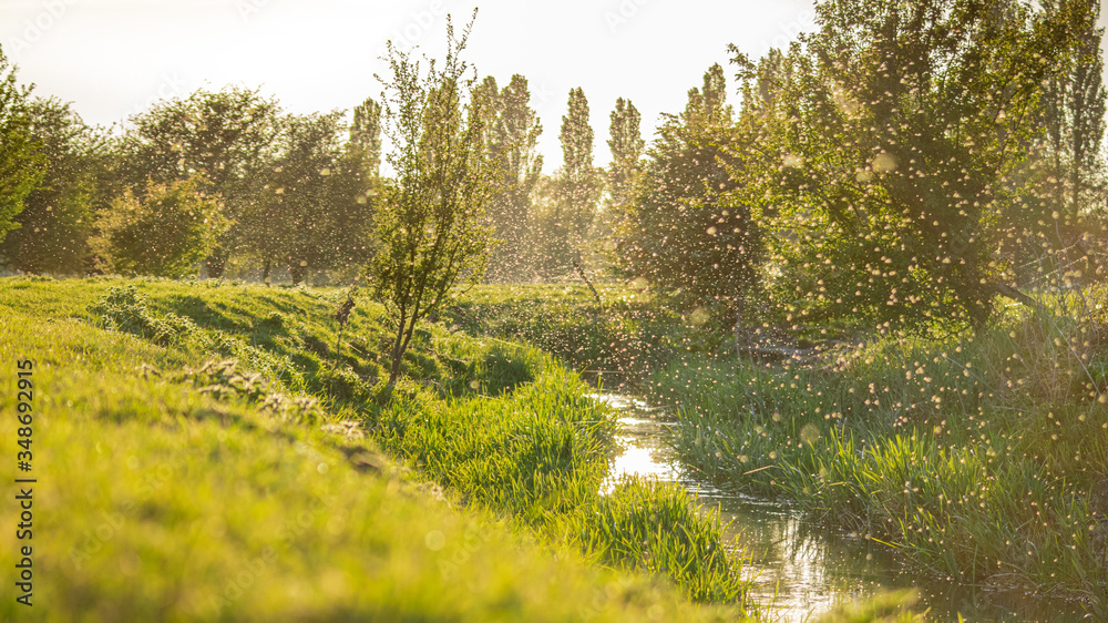 Foto de Stock Mosqito swarm hatching season, beautiful rural farm view ...