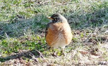 American Robin In Grass Close-up Free Stock Photo - Public Domain Pictures