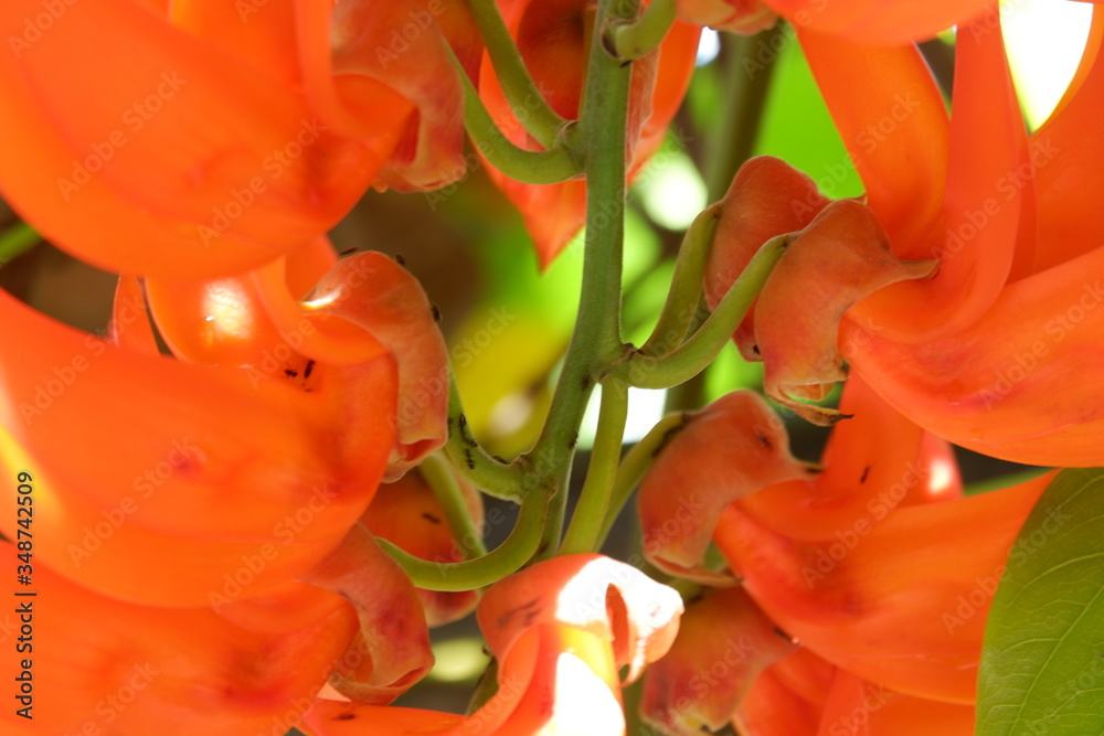 Close Up image of Bunga Kuku Macan / Red Jade Vine (Mucuna bennettii ...