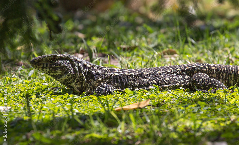 Monitor lizard . They are the largest and most highly organized of all ...