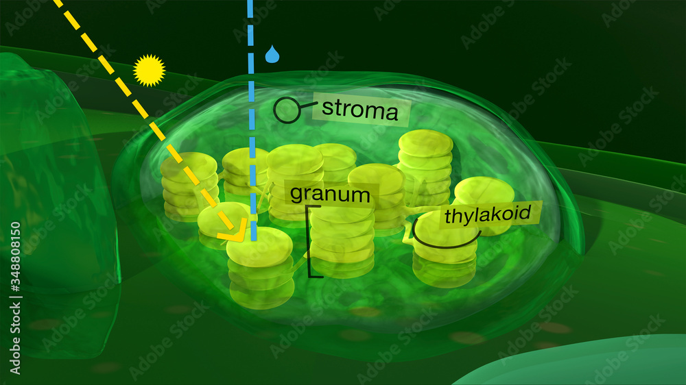 Chloroplast structure, 3d illustration. Sectional view showing the ...