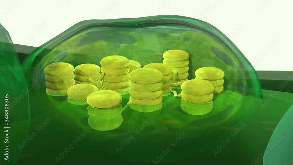 Chloroplast structure of a plant cell, 3d illustration. Sectional view ...