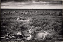 Lioness Eating Free Stock Photo - Public Domain Pictures