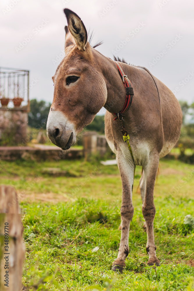 93/5000 burro gris sobre fondo verde, orejas grandes, fotografía de ...