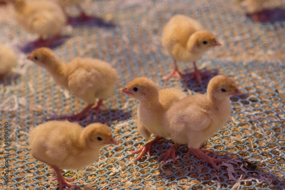 production processes at the poultry farm where adult turkeys are raised ...