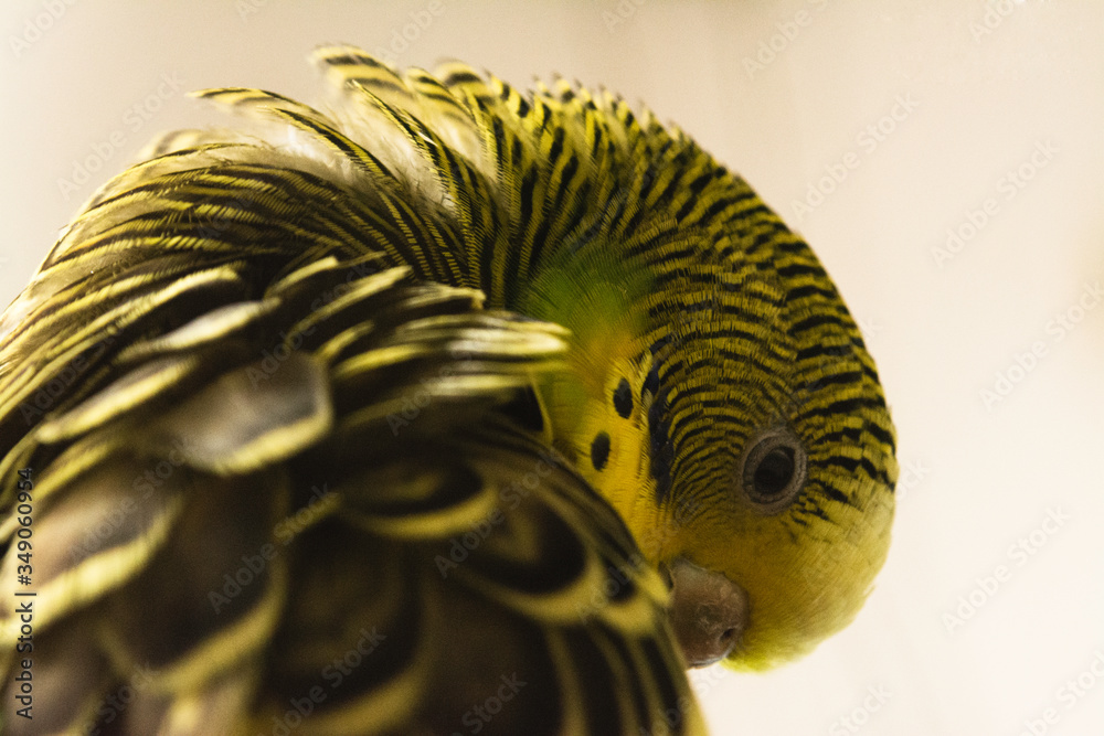 Un lindo periquito australiano haciendo la espiral de fibonacci Stock ...