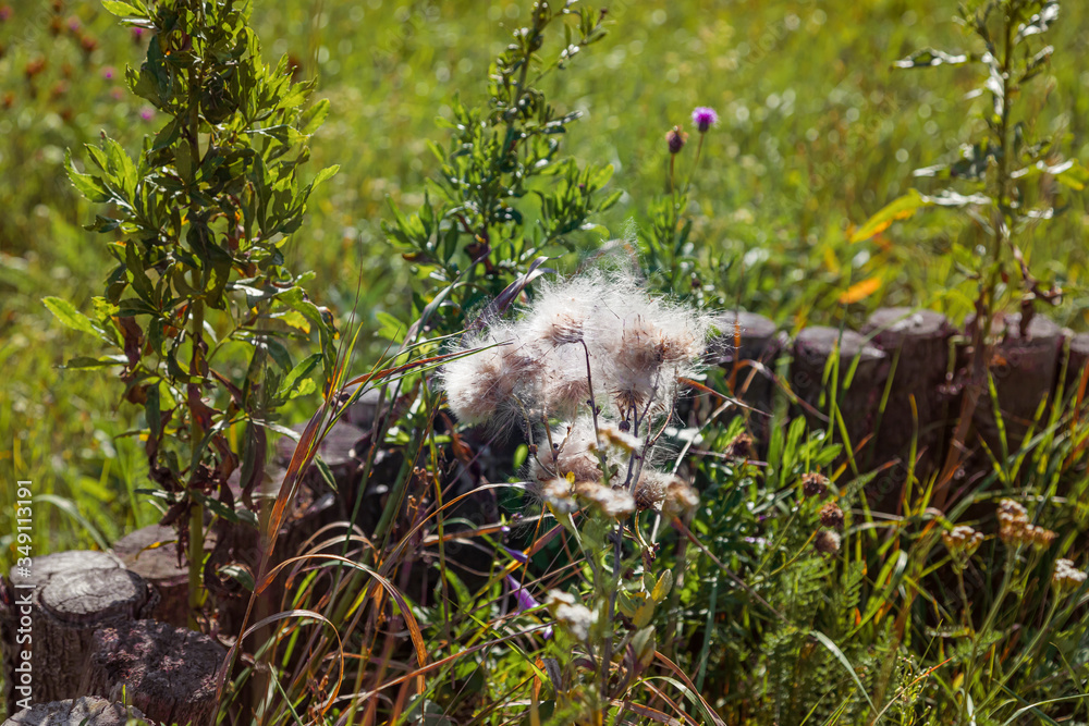 Cirsium arvense. Fluffy inflorescences of a field plant are lit by the ...