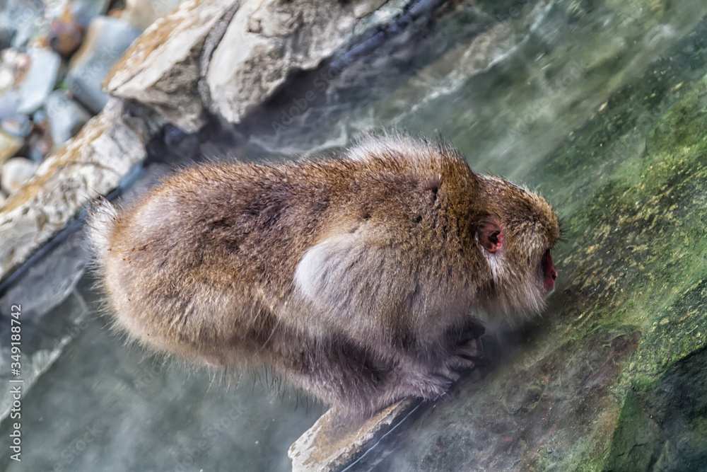 Snow monkeys in a natural onsen (hot spring), located in Jigokudani ...