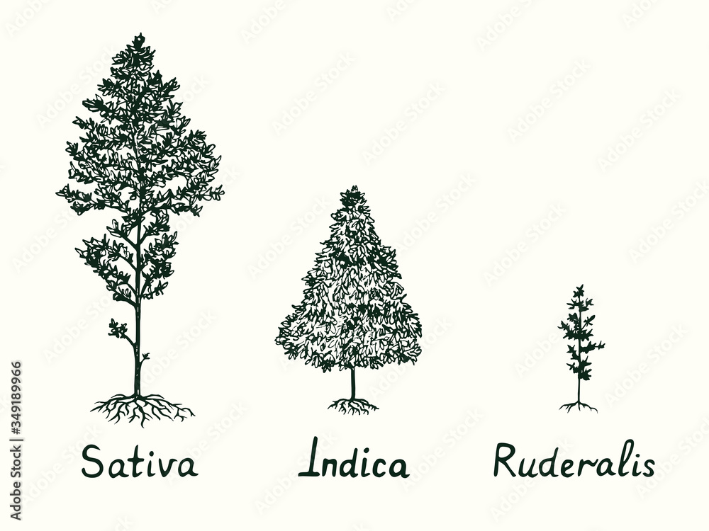 Cannabis family types, Sativa, Indica and Ruderalis cannabis plant ...