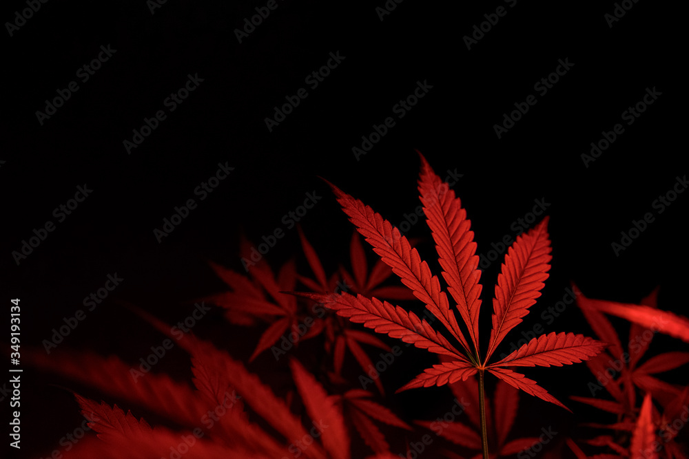 red marijuana leaf on black background Stock Photo | Adobe Stock