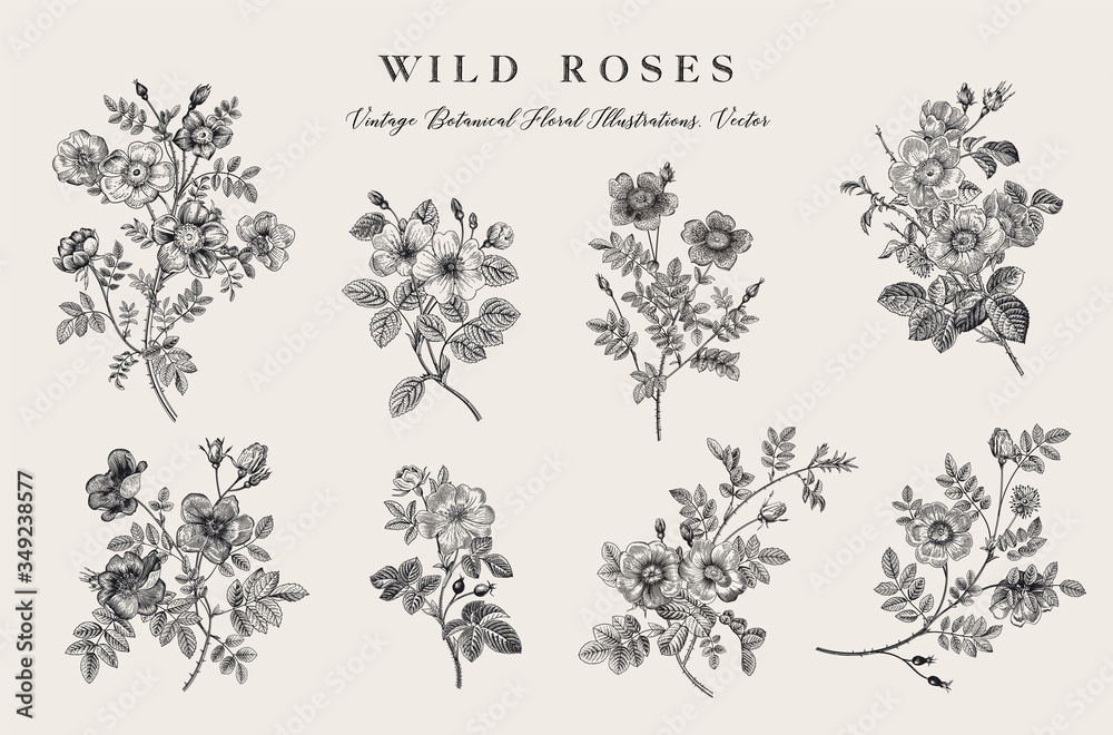 Wild roses. Botanical floral vector illustration. Black and white Stock ...