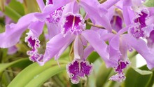 Orchid From Venezuela Free Stock Photo - Public Domain Pictures