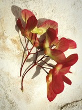 Maple Keys Free Stock Photo - Public Domain Pictures