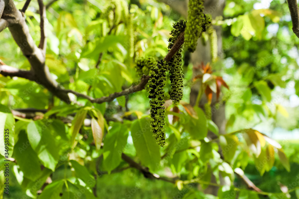 Black walnut (Juglans nigra) buds close up. Walnut blooms, branch with ...