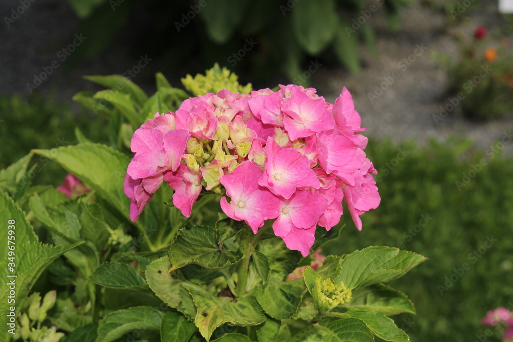 Foto Pink and yellow "French Hydrangea" flowers (or Bigleaf Hydrangea, Lacecap Hydrangea ...