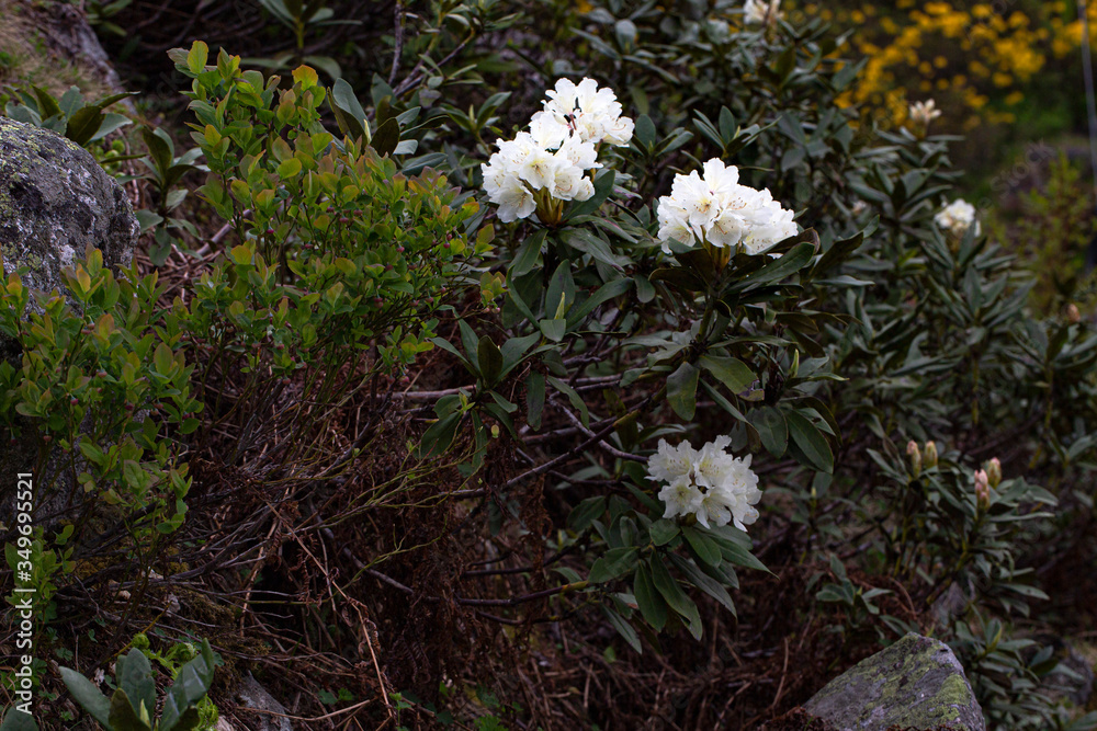 Rhododendron 'Cunningham's White'. Rhododendrons form one of the ...