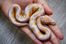 Albino Royal Python Free Stock Photo - Public Domain Pictures