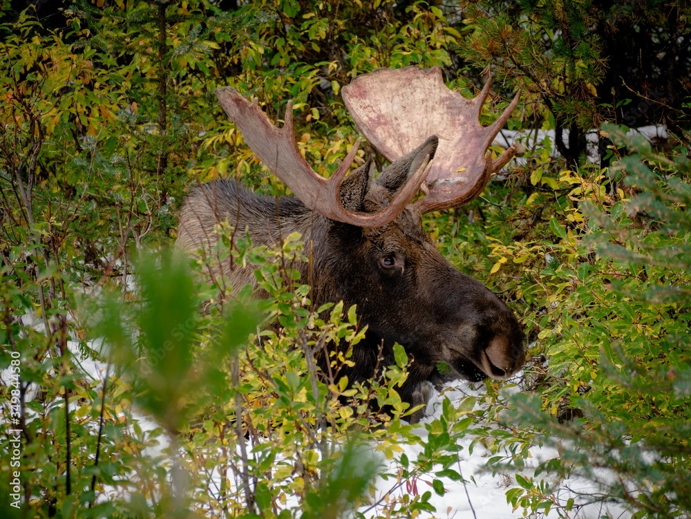 Close-up of a male moose with giant antlers in the forest. Spotted in ...
