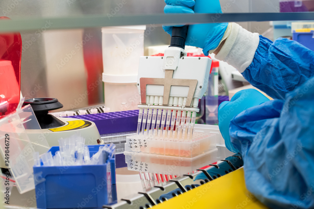 Scientist uses multichannel pipette during DNA research, pipetting a ...