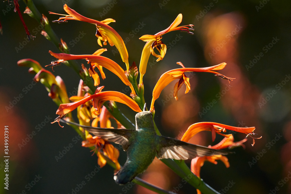Hummingbird flying and feeding on Lucifer Plants. Different Wing ...