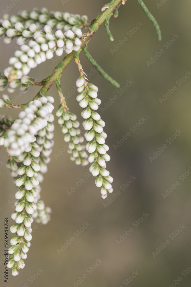 Tamarix africana African tamarisk shrub or small tree with small green ...