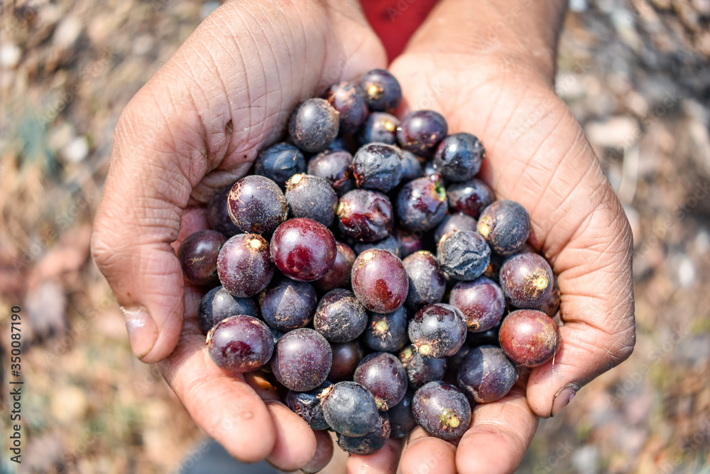 Stock-Foto „Indian fruit char Raw fruits also know as Buchanania Lanzan ...