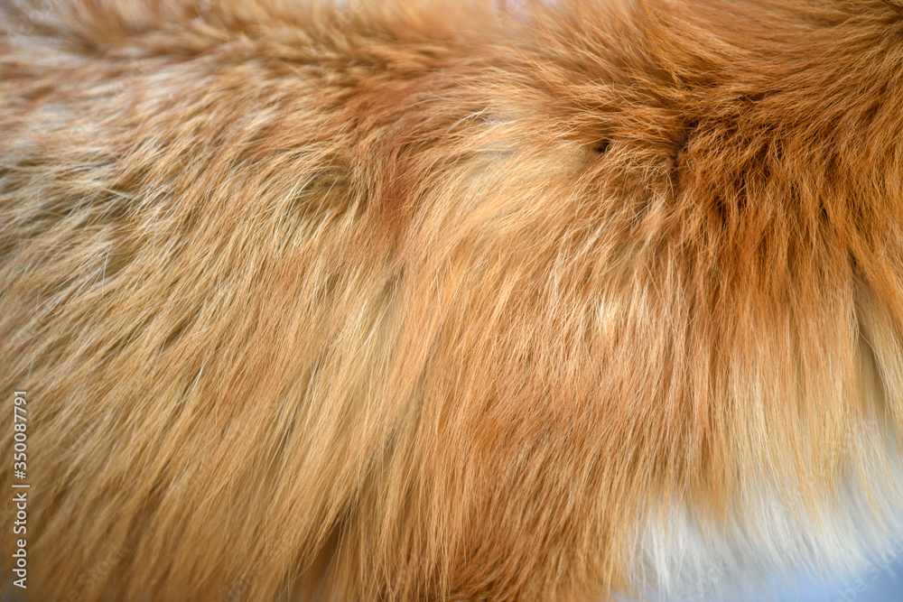 Red fox skin texture for background (real fur) Stock Photo | Adobe Stock