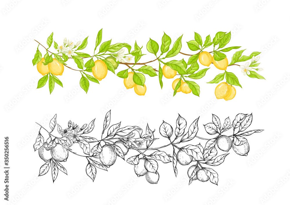 Lemon tree branch with lemons, flowers and leaves. Element for design ...