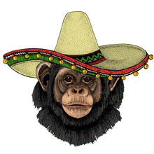 Cinco De Mayo Ape With Taco Free Stock Photo - Public Domain Pictures