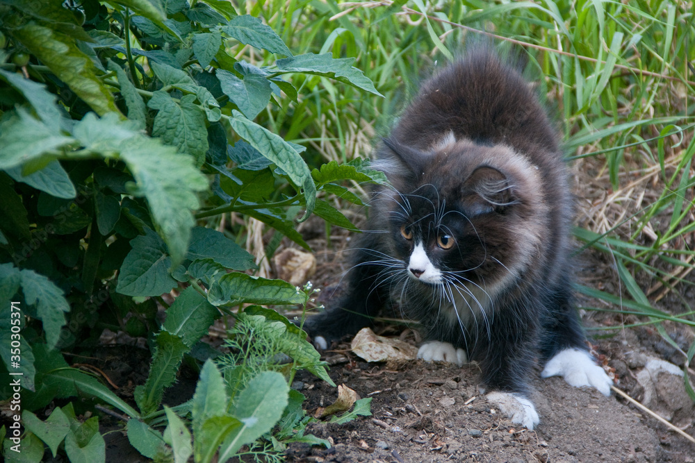 A young scared kitten arches his back and looks intently at something ...