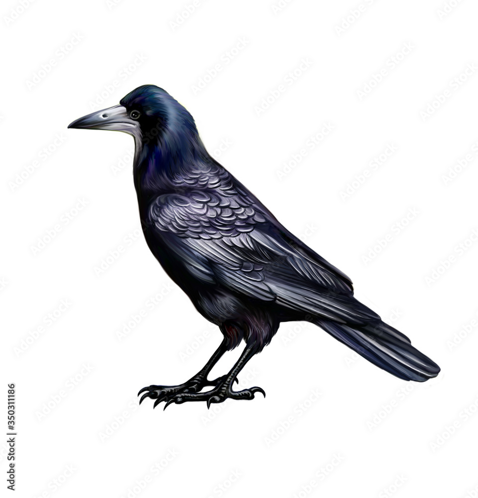 Rook Corvus Frugilegus Stock Illustration Adobe Stock